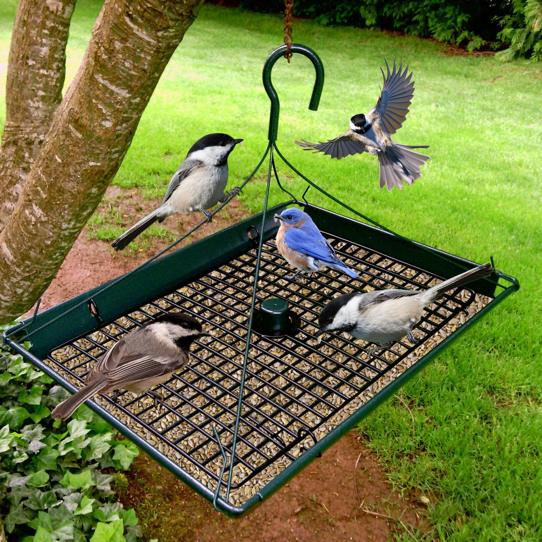 Zenport Platform Bird Feeder Reviews Wayfair